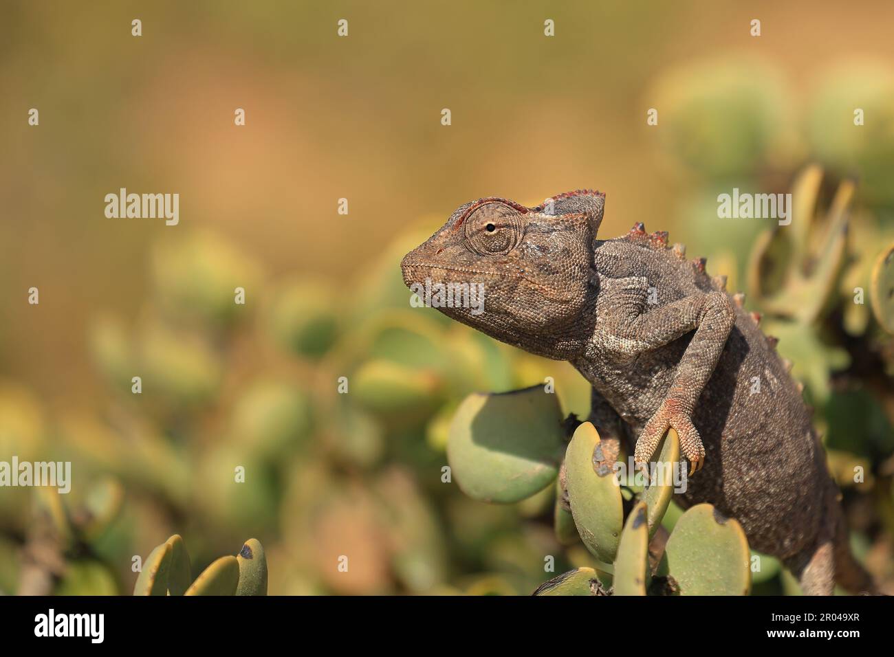 People living in desert hi-res stock photography and images - Alamy