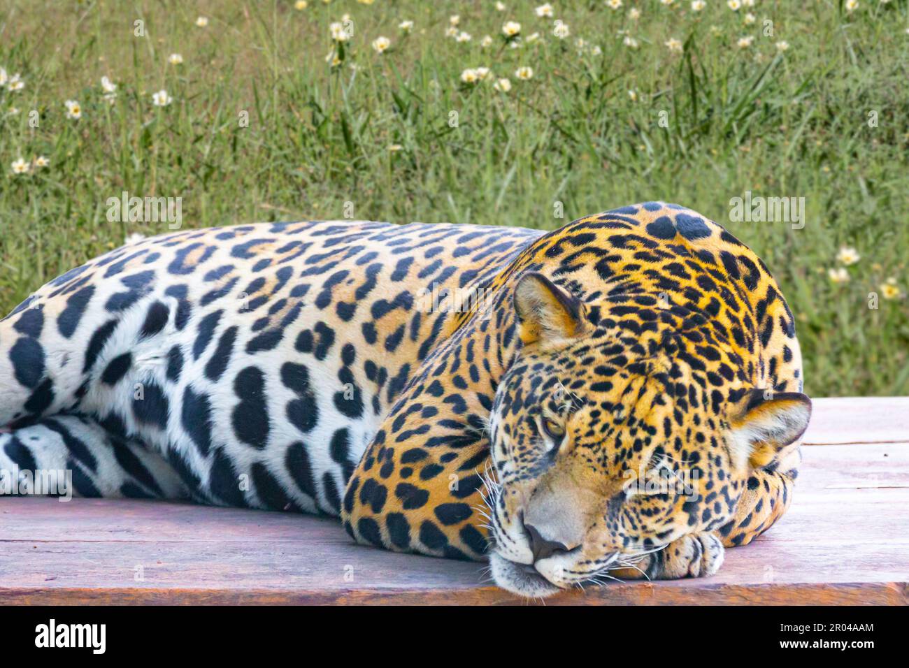 Wild Jaguar (Panthera onca) in portrait and selective focus with depth ...