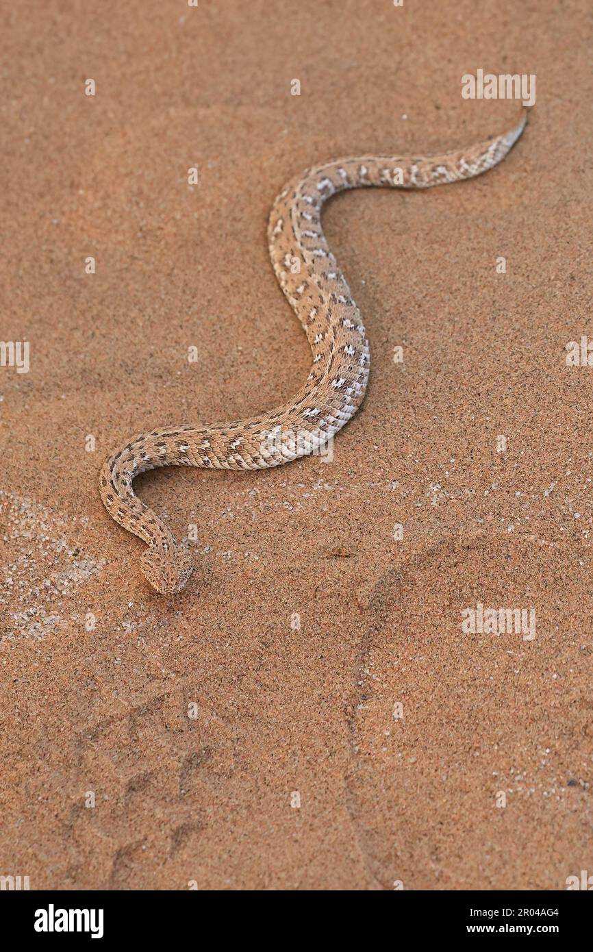 sidewinder snake in the Namib Desert Stock Photo - Alamy