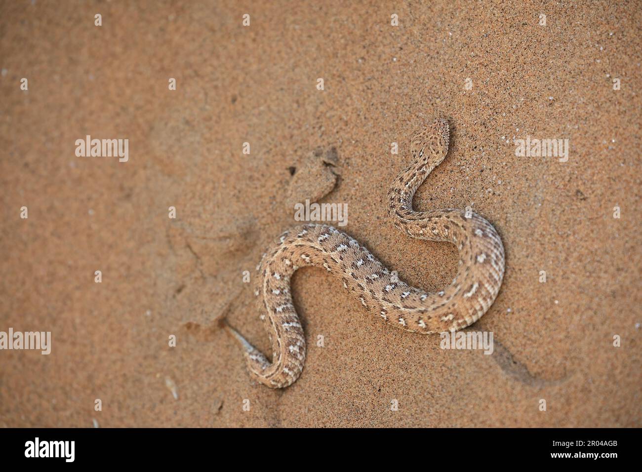 sidewinder snake in the Namib Desert Stock Photo - Alamy