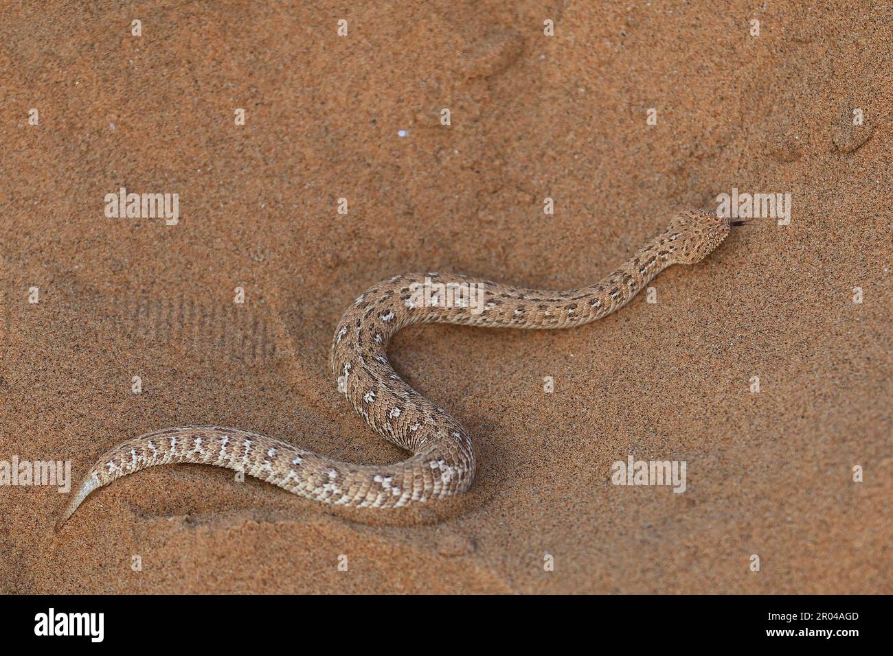 sidewinder snake in the Namib Desert Stock Photo - Alamy