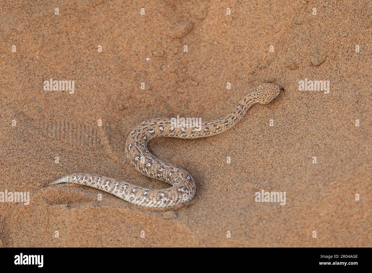 sidewinder snake in the Namib Desert Stock Photo - Alamy
