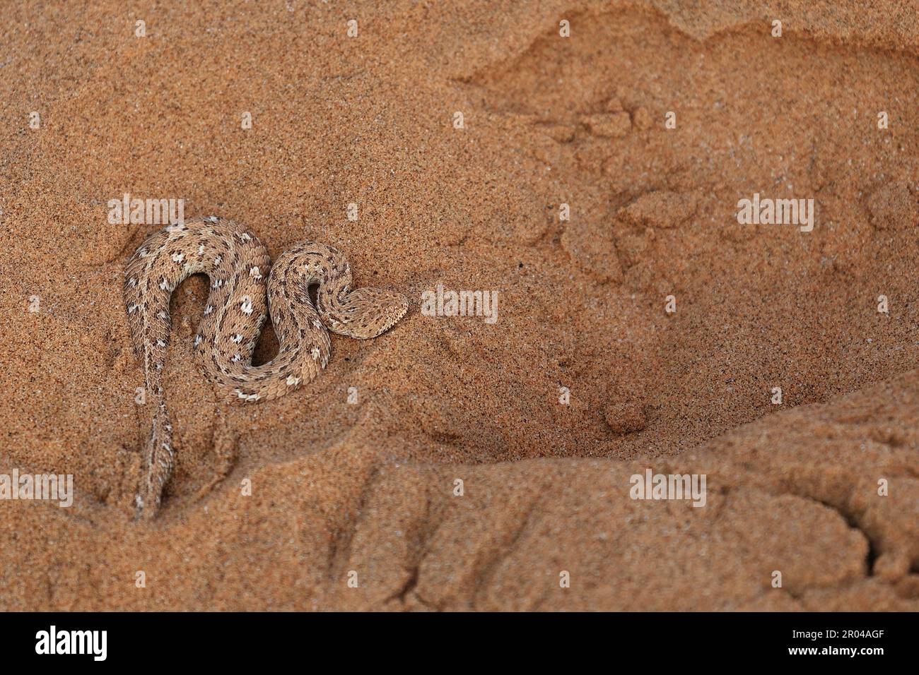 sidewinder snake in the Namib Desert Stock Photo - Alamy