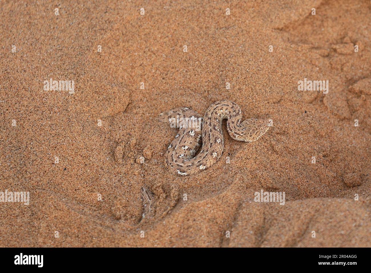 sidewinder snake in the Namib Desert Stock Photo - Alamy