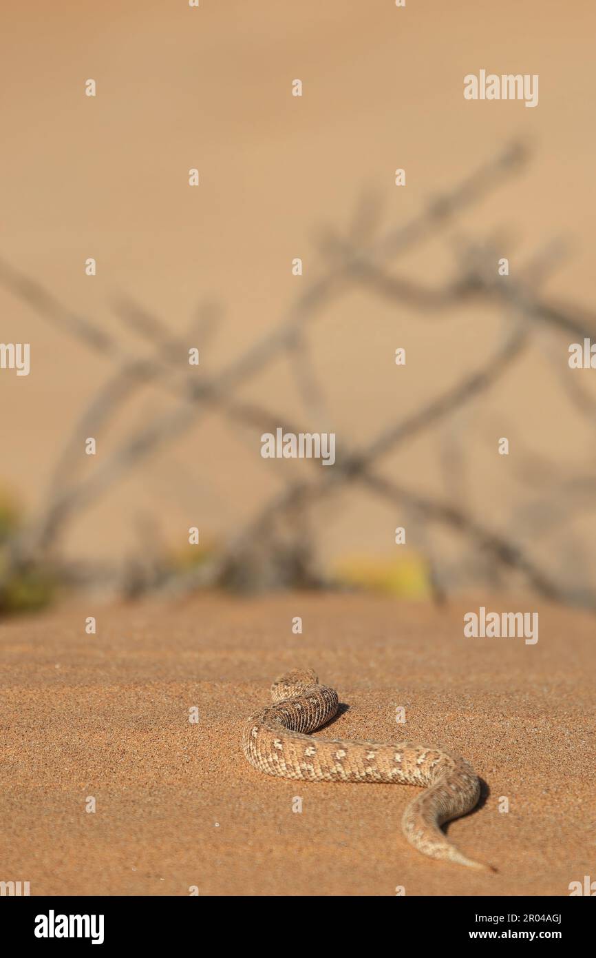 sidewinder snake in the Namib Desert Stock Photo - Alamy