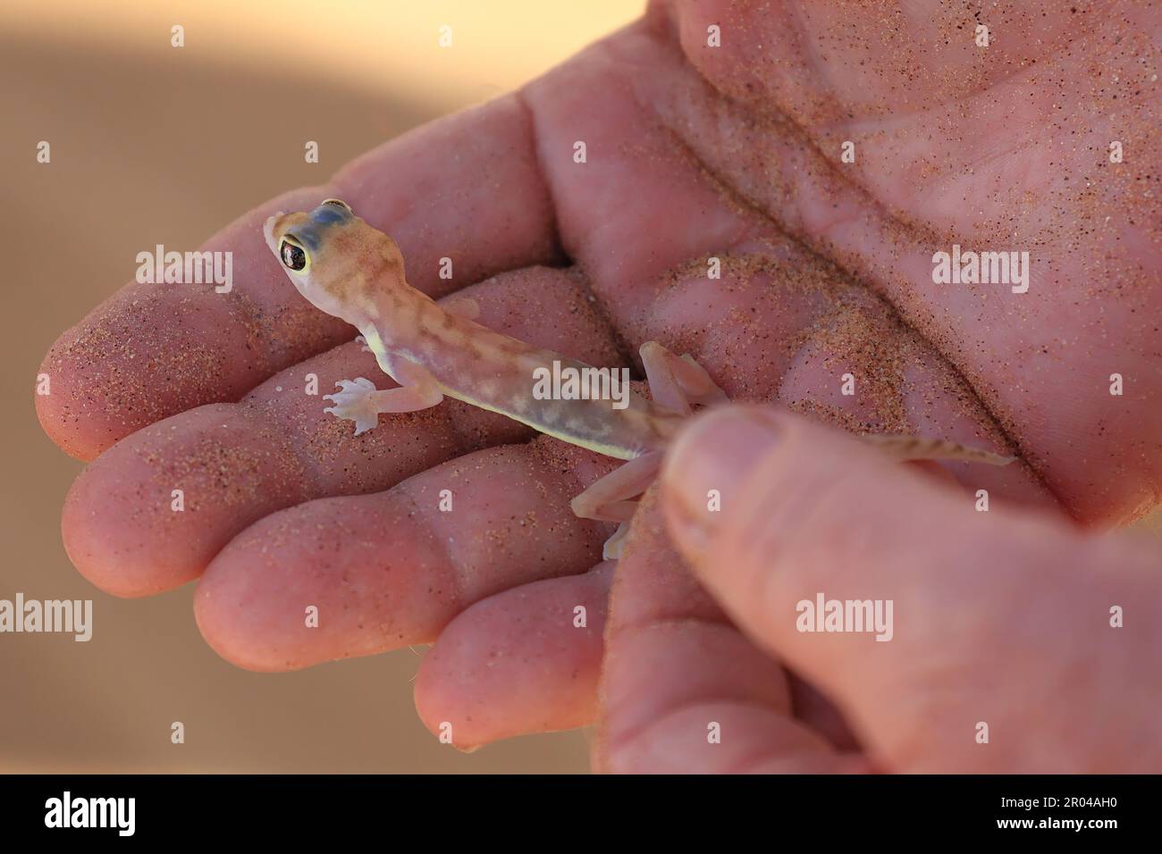 Gecko in hand hi-res stock photography and images - Alamy