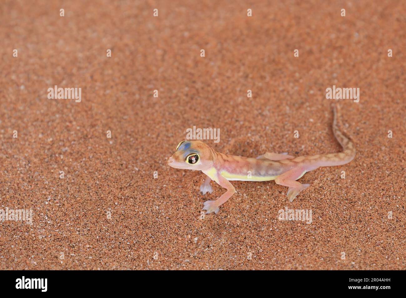 Palmato gecko hi-res stock photography and images - Alamy
