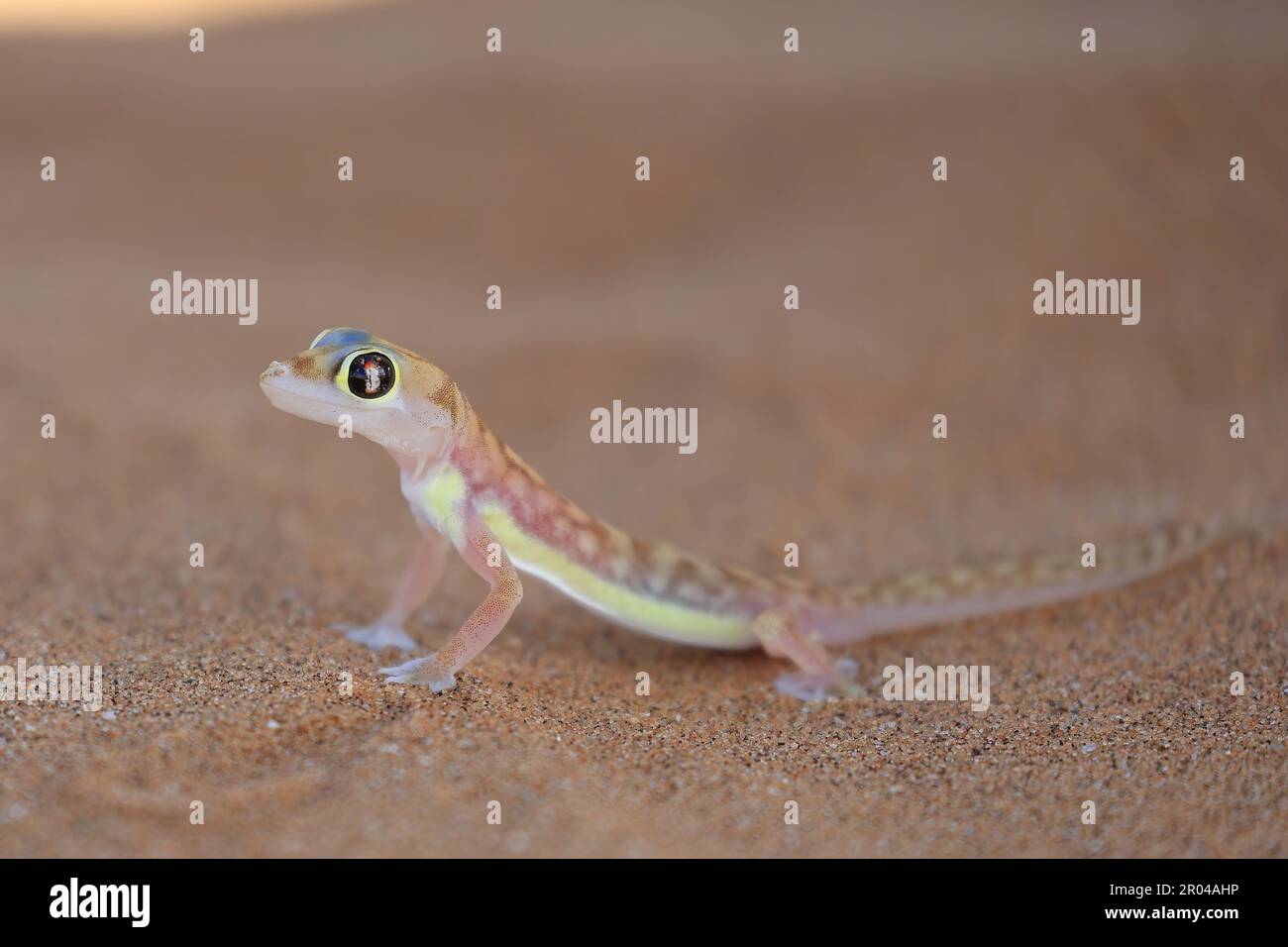 close up of a Namib Dune Gecko Stock Photo - Alamy