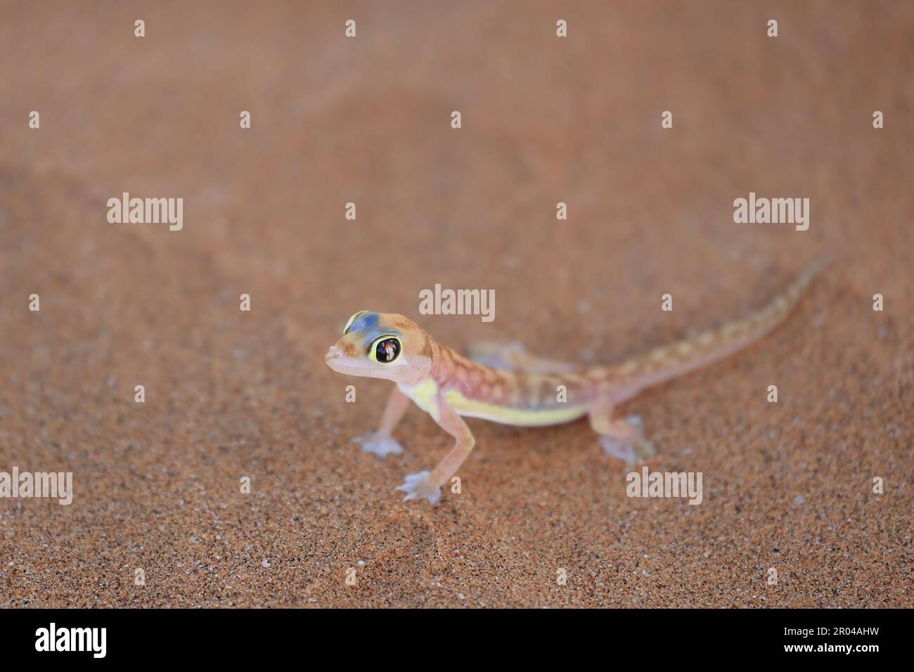 Dune sand gecko hi-res stock photography and images - Alamy