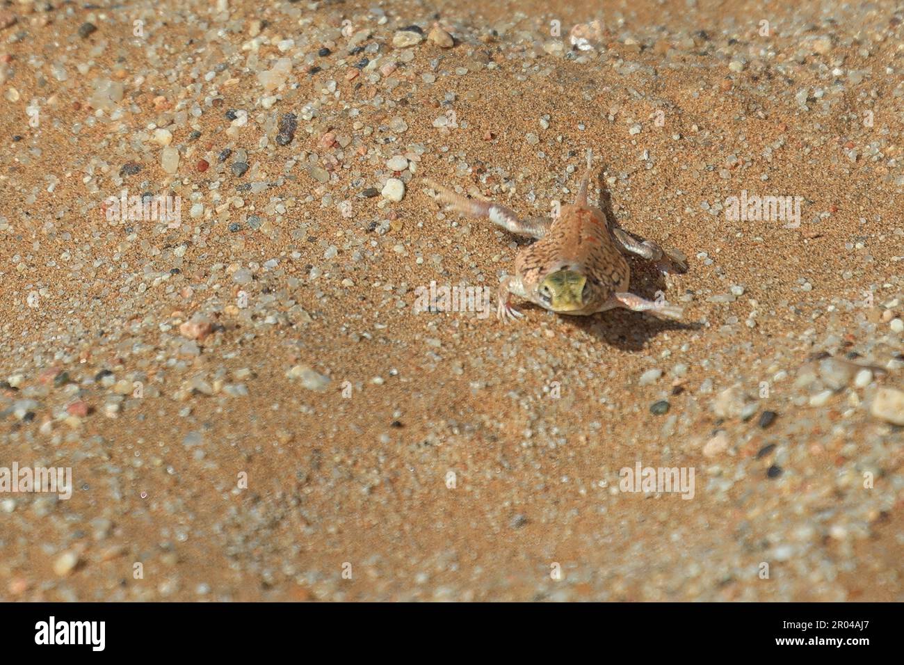 shovel-snouted lizard in the Namib Desert Stock Photo - Alamy