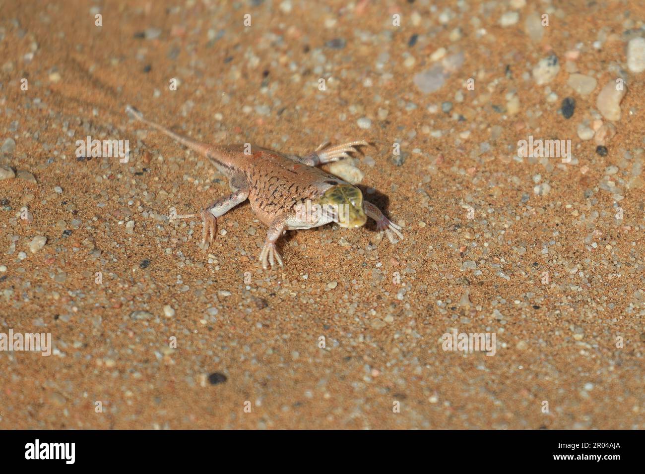 shovel-snouted lizard in the Namib Desert Stock Photo - Alamy