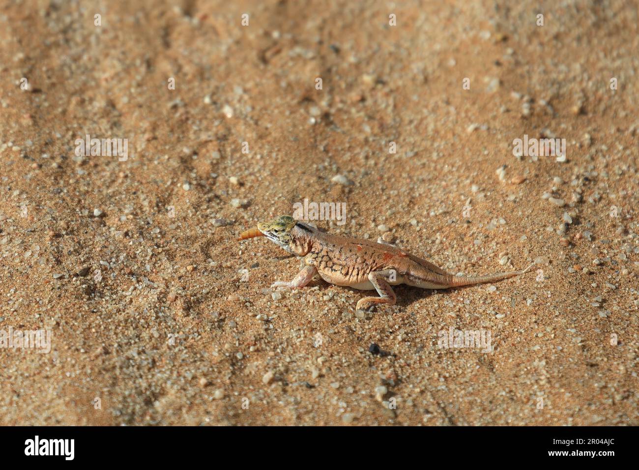 Namib sand lizard hi-res stock photography and images - Alamy