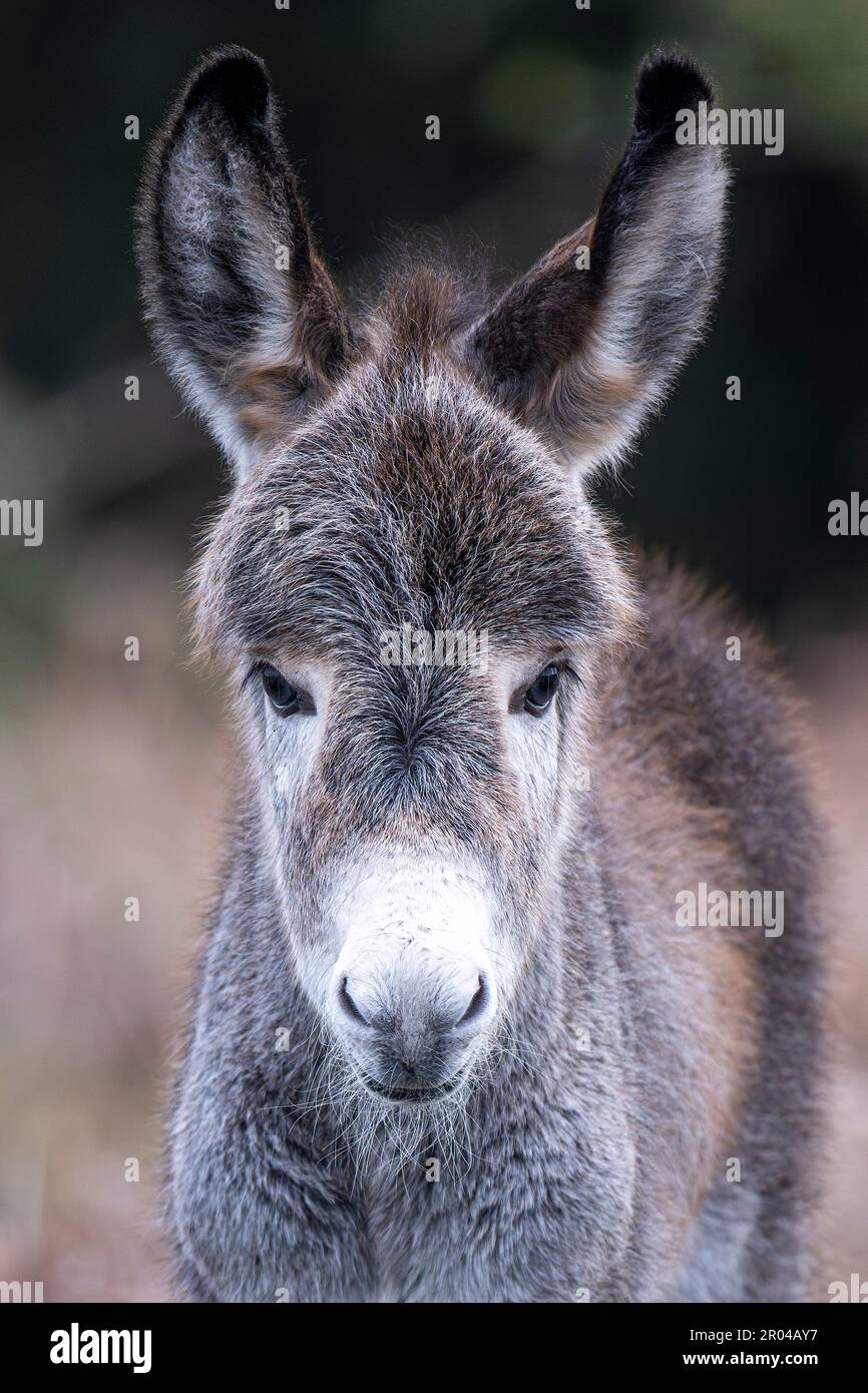 A new born donkey foal in the New Forest National Park, Hampshire ...