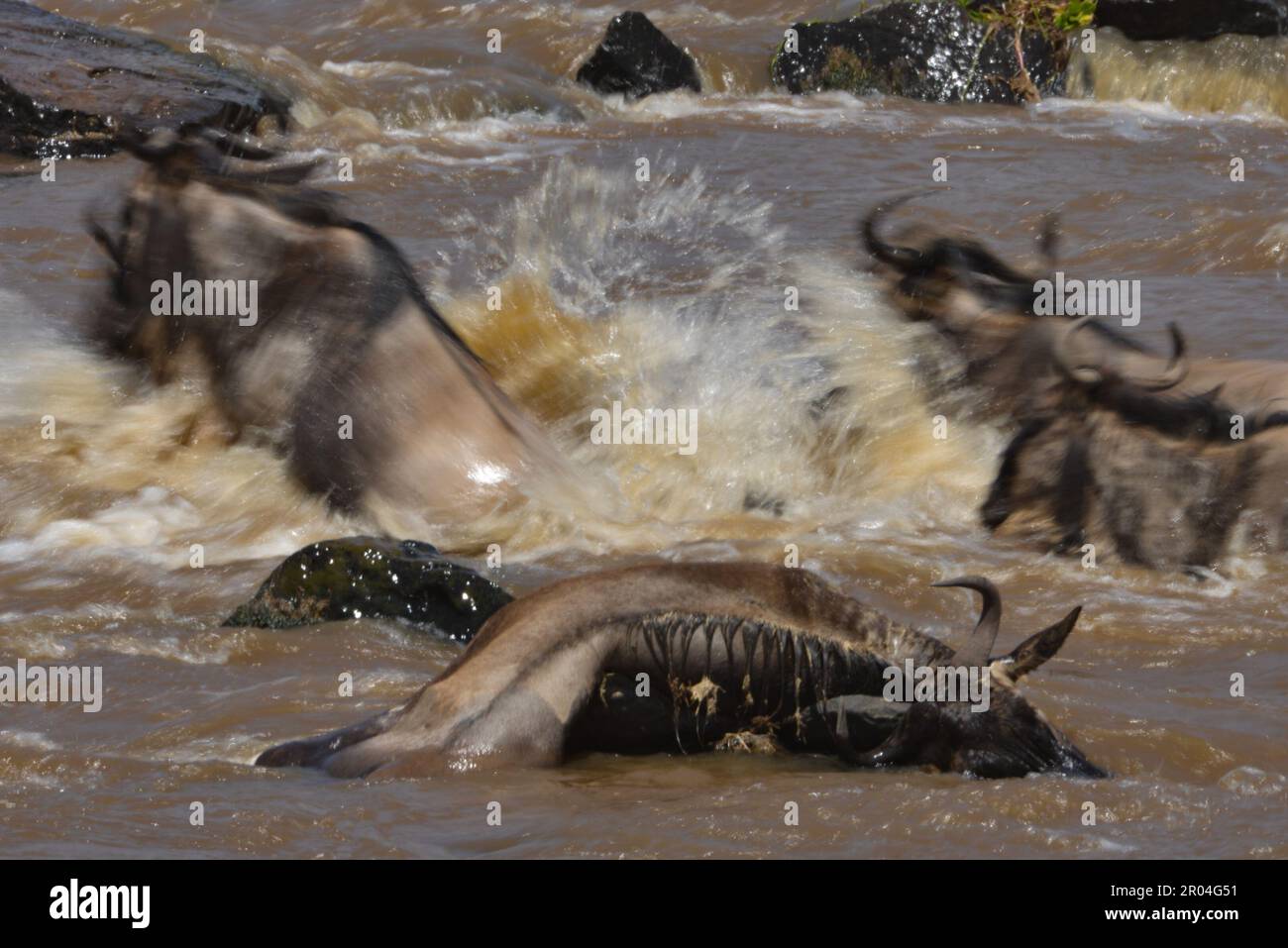 Crocodile infested rivers hi-res stock photography and images - Alamy
