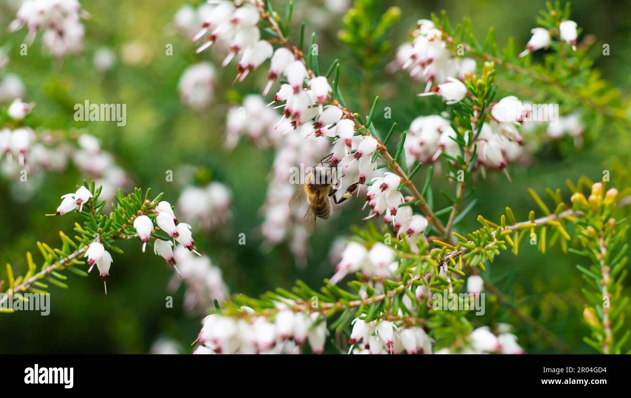 Erica vagans, Cornish heath, wandering heath with bee gathering pollen ...