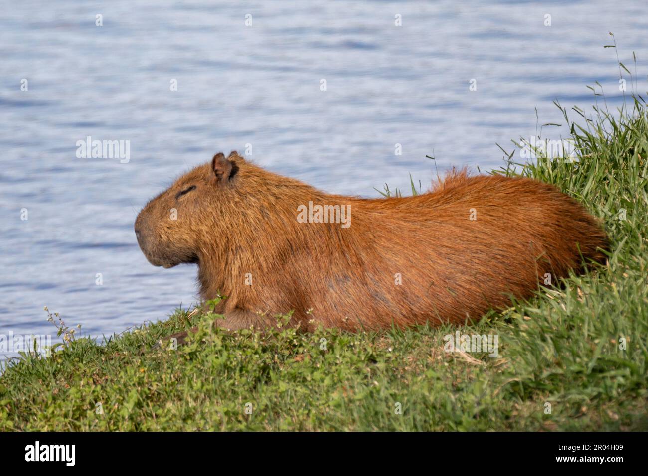 South American capybara rm closeup and selective focus Stock Photo - Alamy