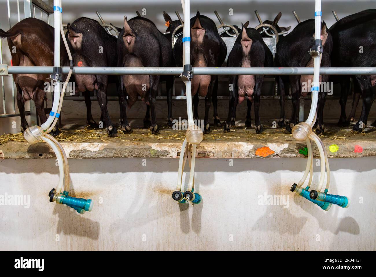 Goats from a farm in a specific feeder to retain them while they are ...