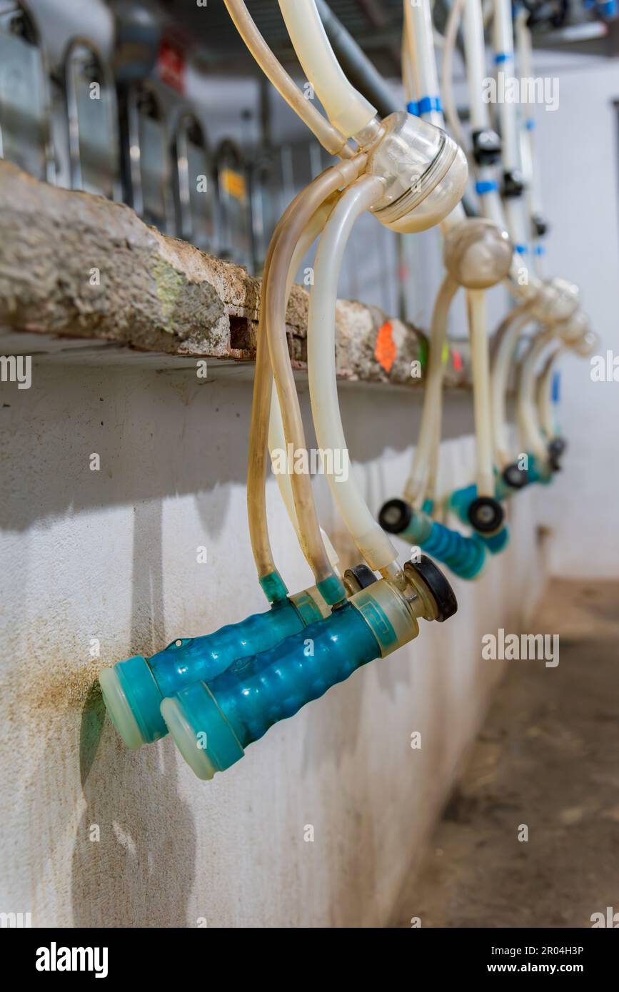 Milk sucking teats for the udders of goats Stock Photo - Alamy
