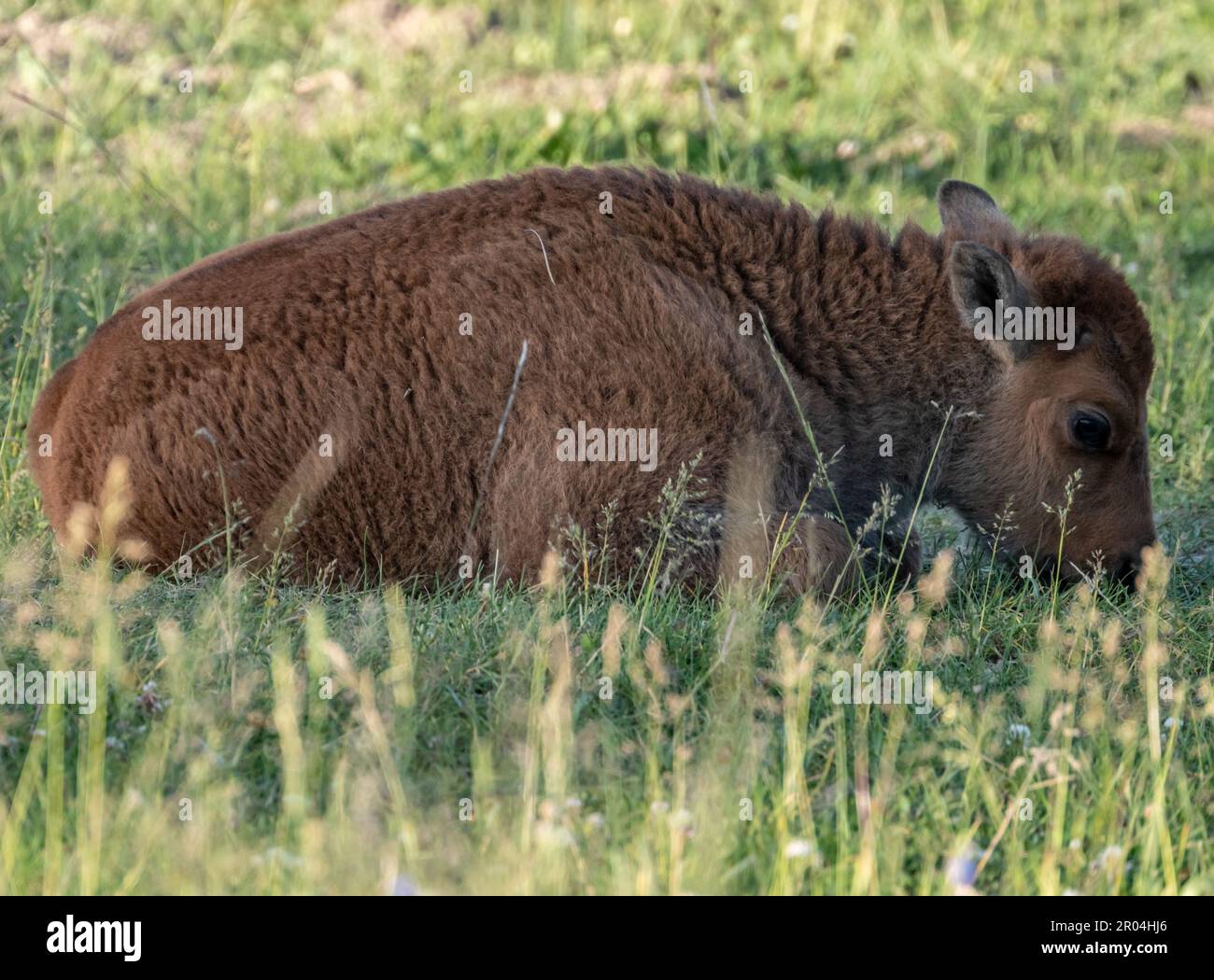 Bison calf laying down hi-res stock photography and images - Alamy