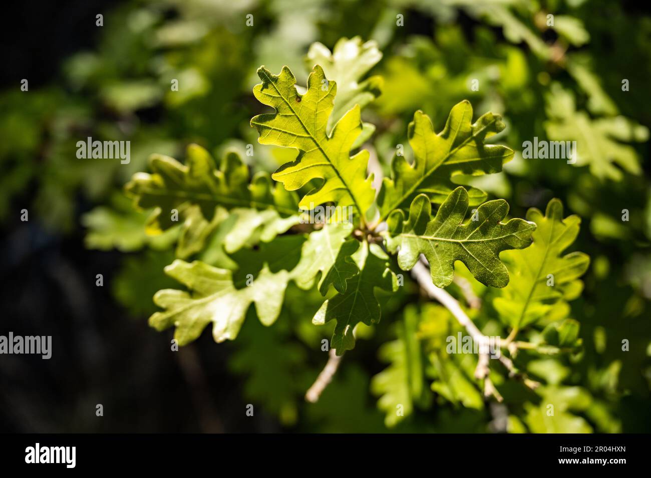 Bright Light on Pinon Pine Tree Leaves in Zion National Park Stock ...