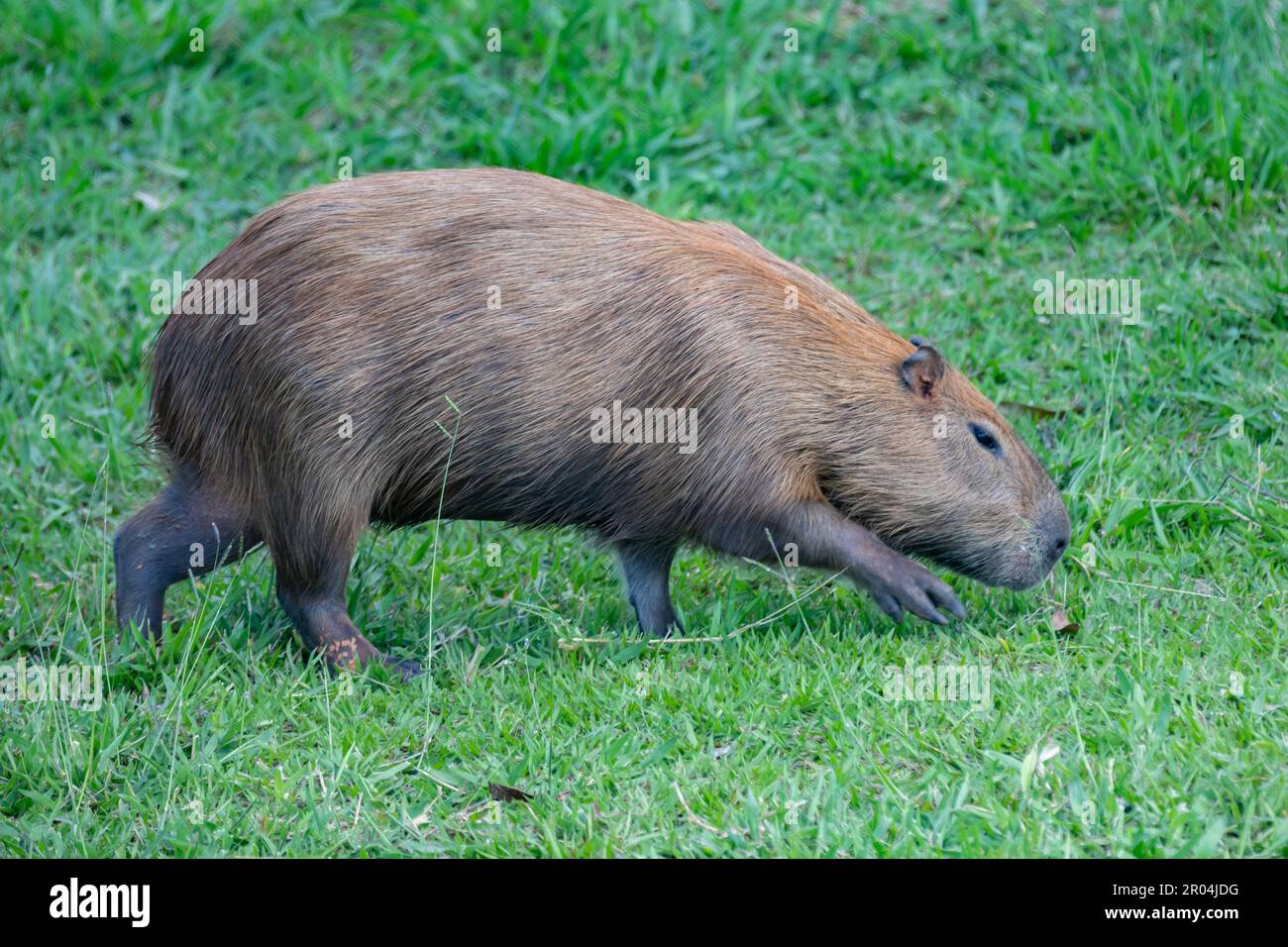 South American capybara rm closeup and selective focus Stock Photo - Alamy