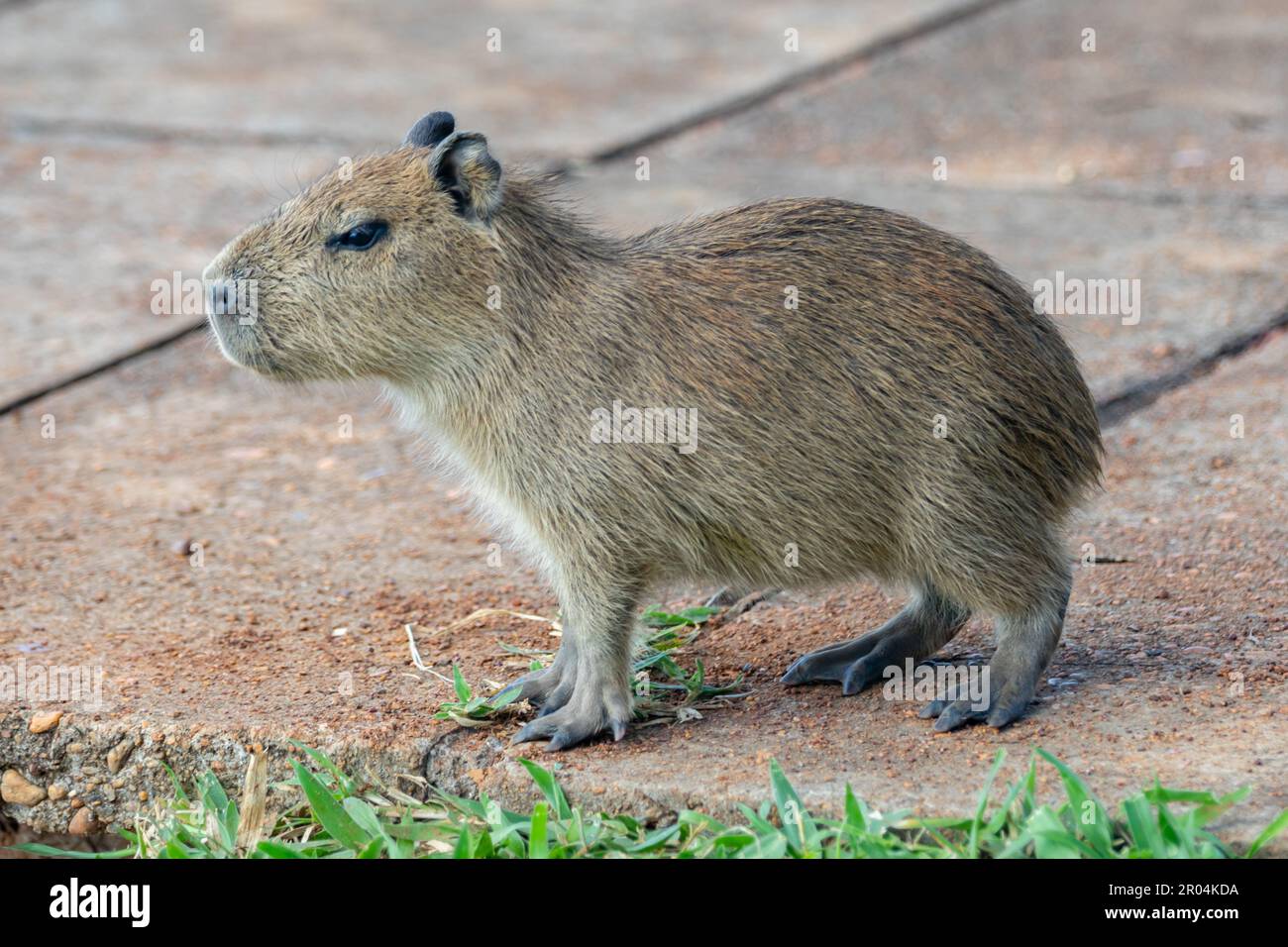 South American capybara rm closeup and selective focus Stock Photo - Alamy
