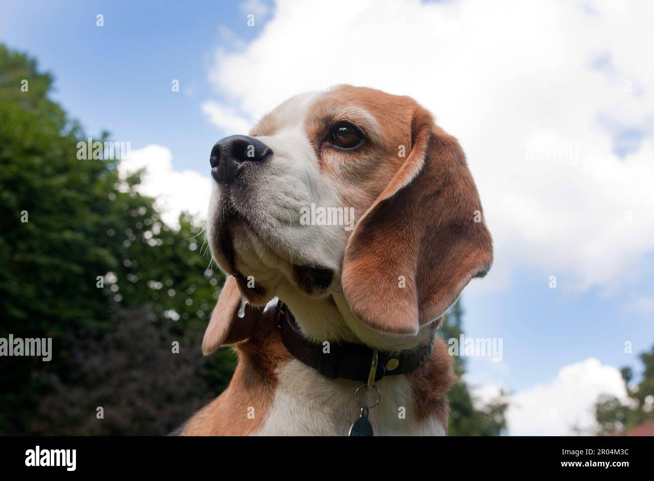 Beagle, low angle portrait young adult outdoors Stock Photo - Alamy