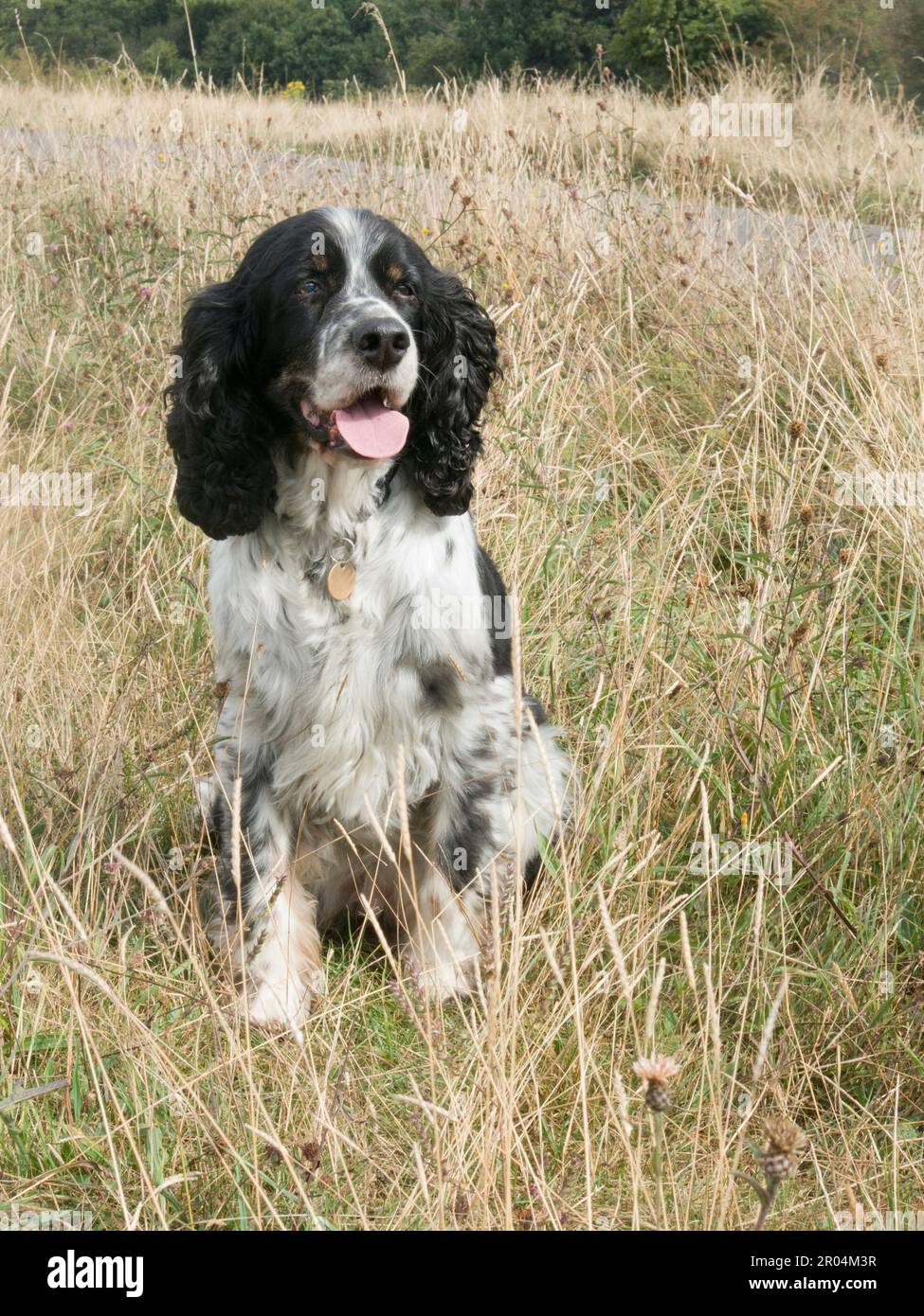 springer spaniel, 10 year old male, sitting on Farthing Down, Coulsdon ...