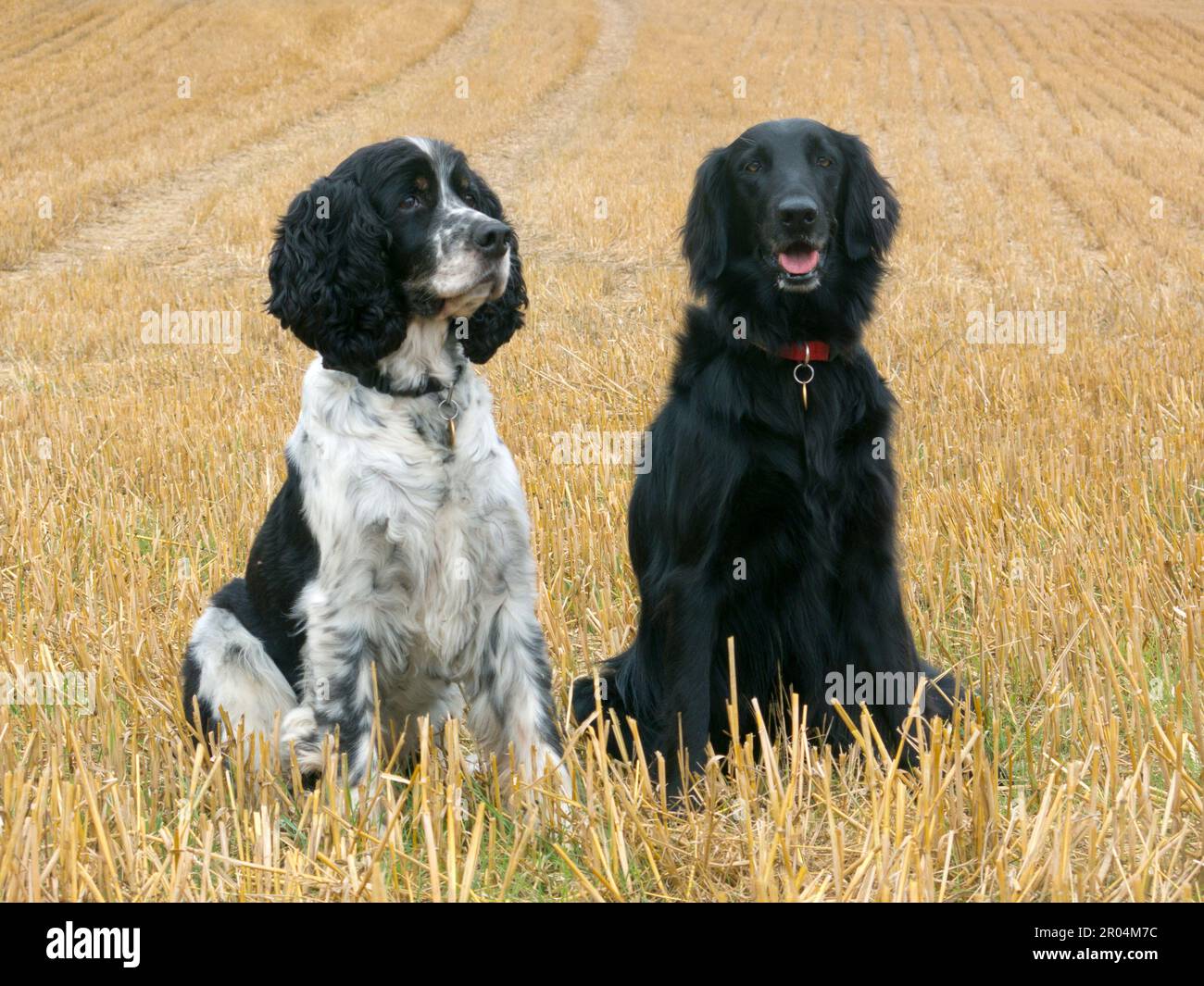 springer spaniel, 10 year old male & flat coated retriever, 7 year old ...