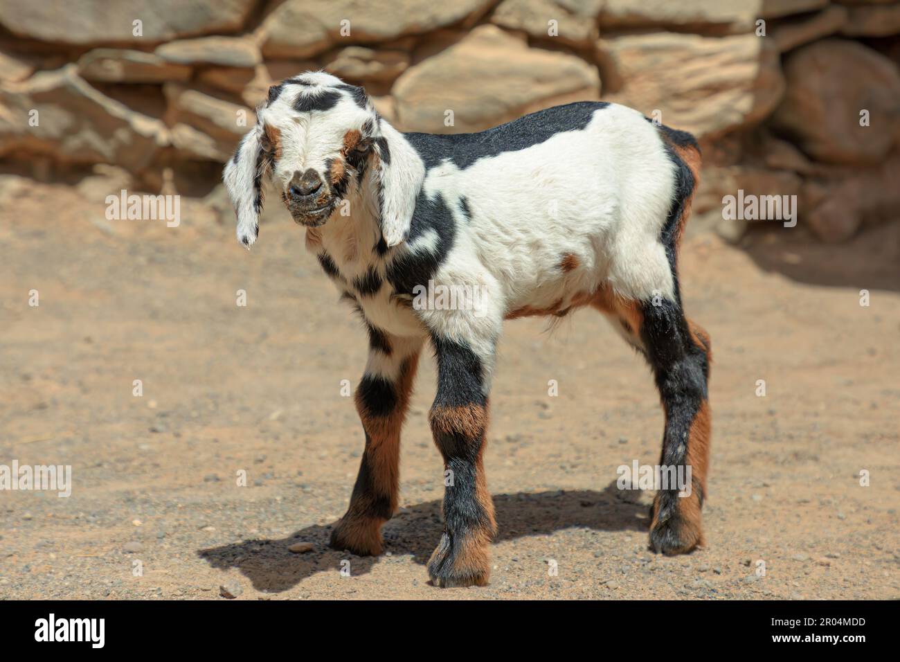 Smallest Goat In The World