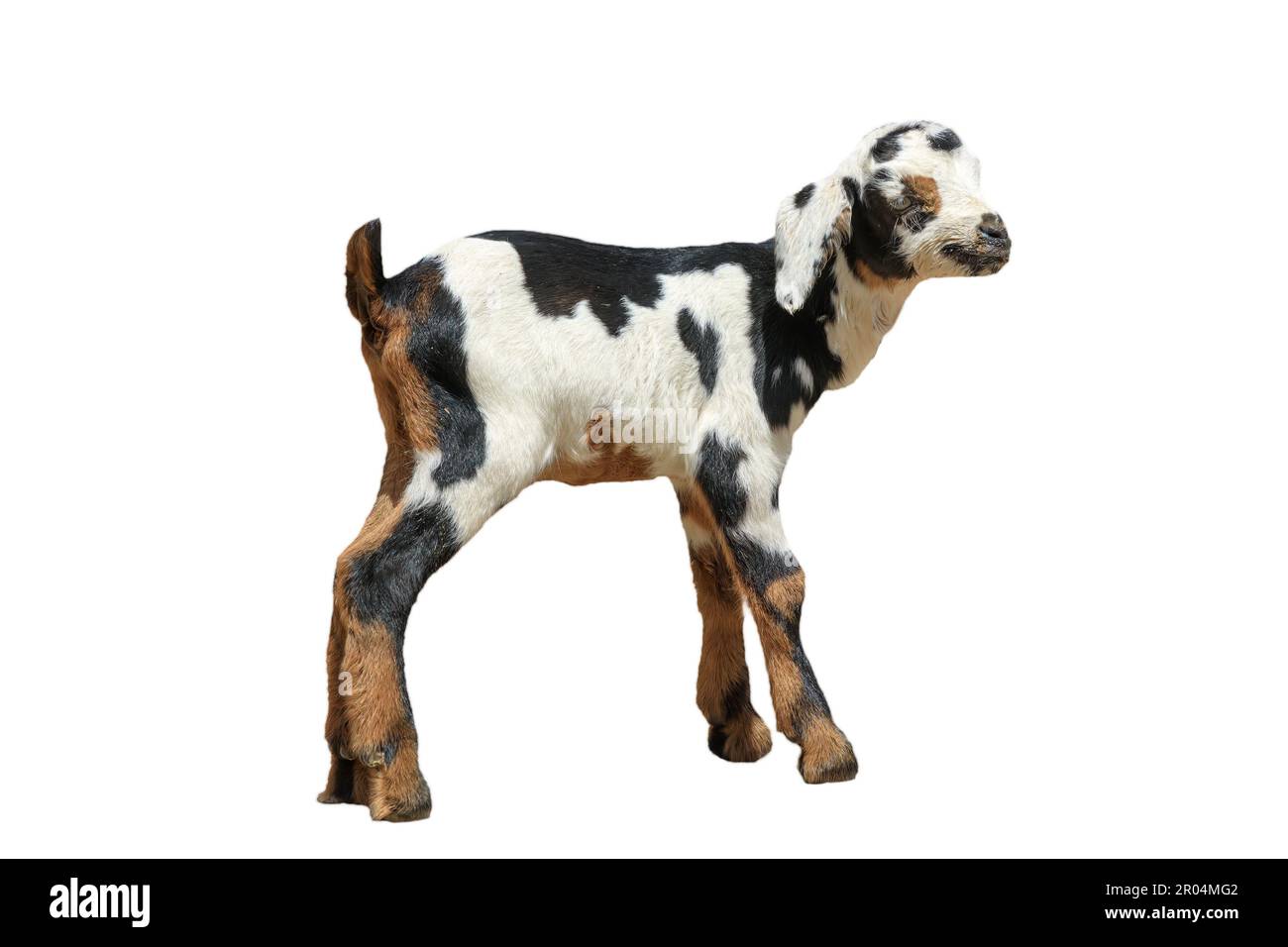 A small baby goat on white background, a tiny baby goat prances around ...