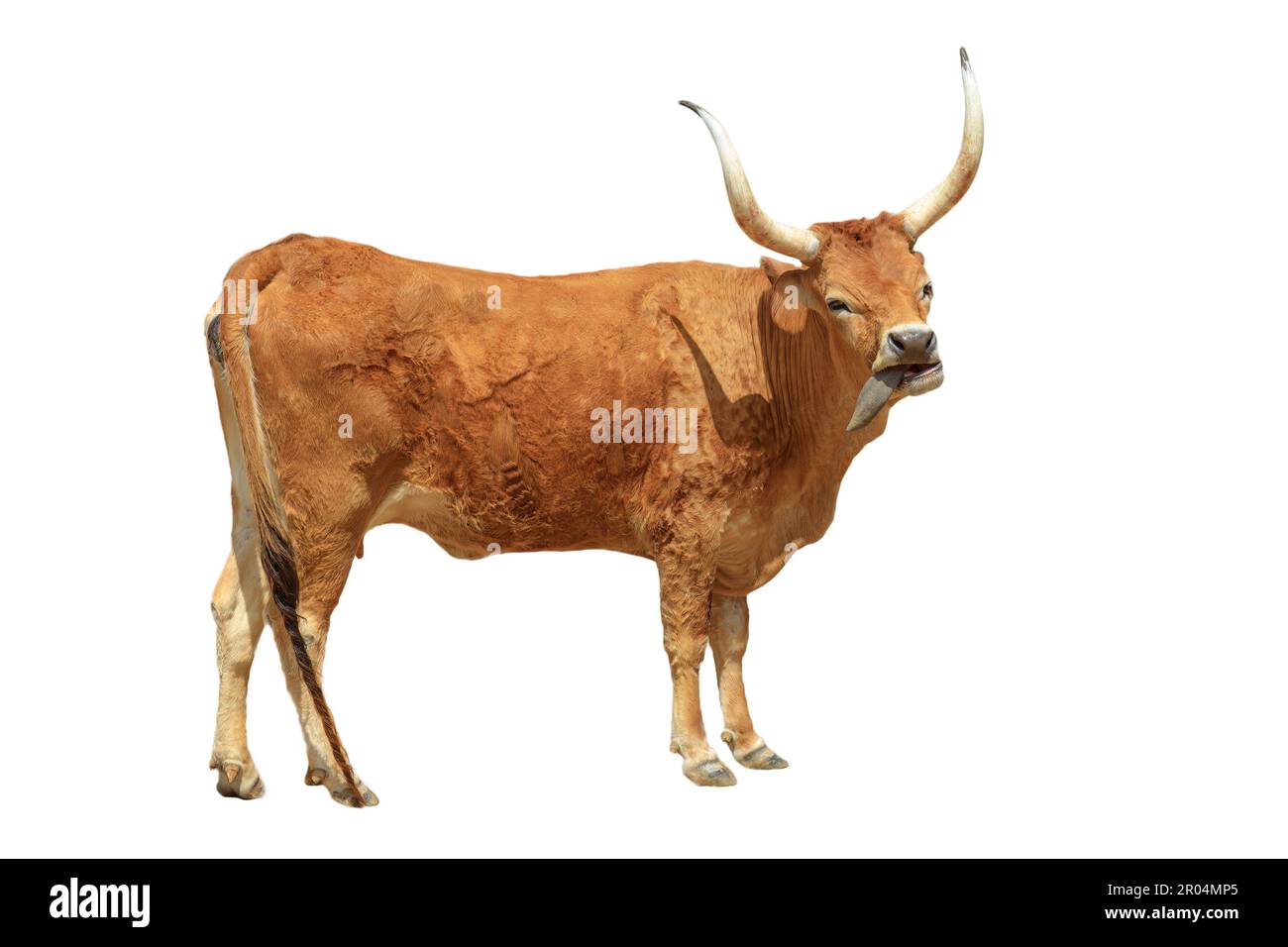 Longhorn cattle are truly a symbol of the western frontier and remain a ...