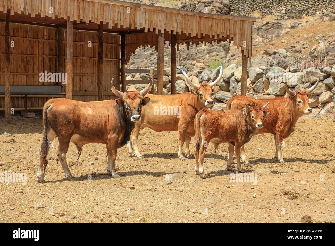 Longhorn beef cattle herd in ranch, The most recognizable feature of ...