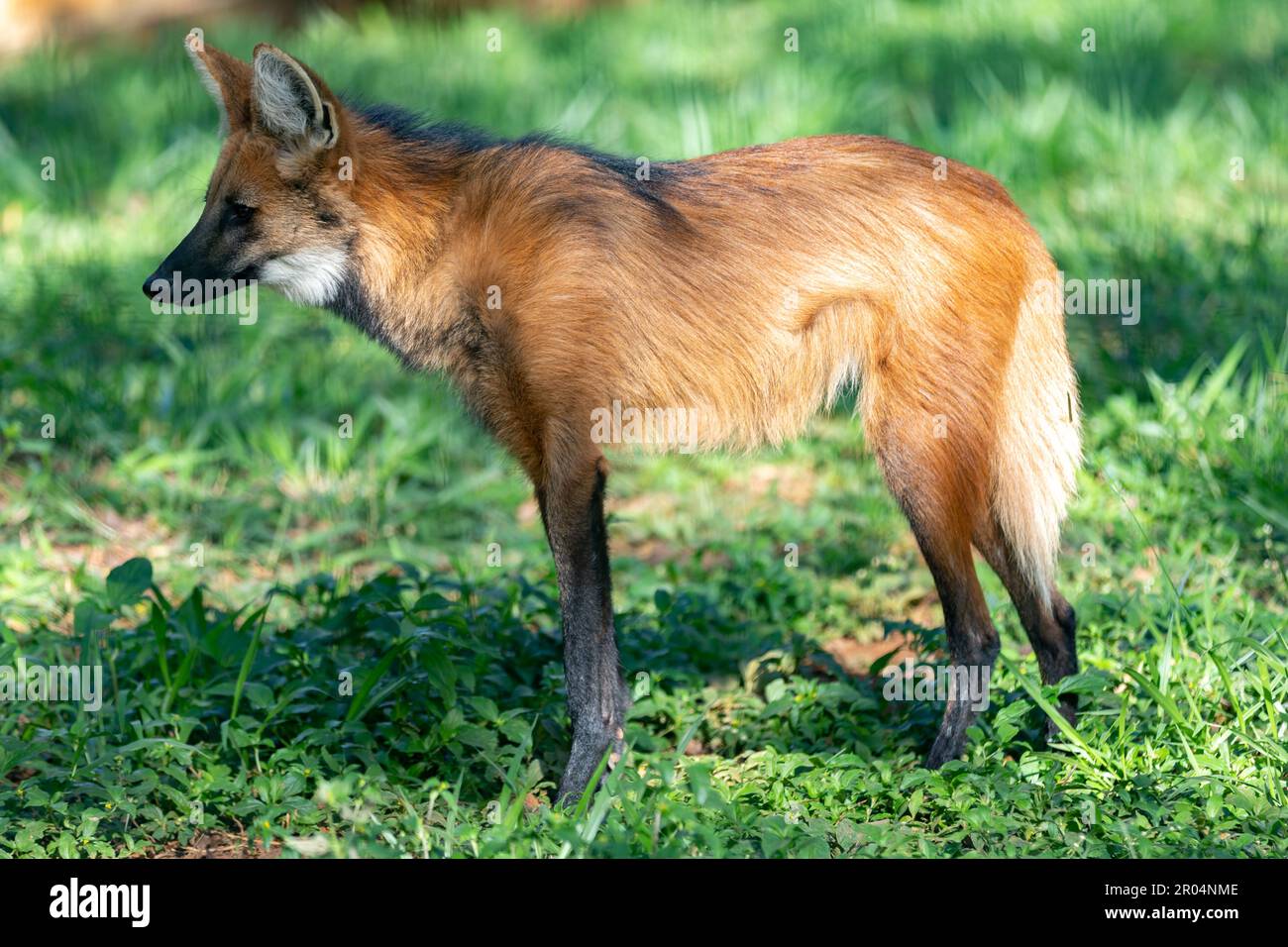 Guará wolf (Chrysocyon brachyurus) one of the rarest wolves in the ...