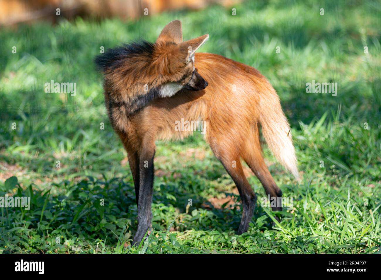 Guará wolf (Chrysocyon brachyurus) one of the rarest wolves in the ...