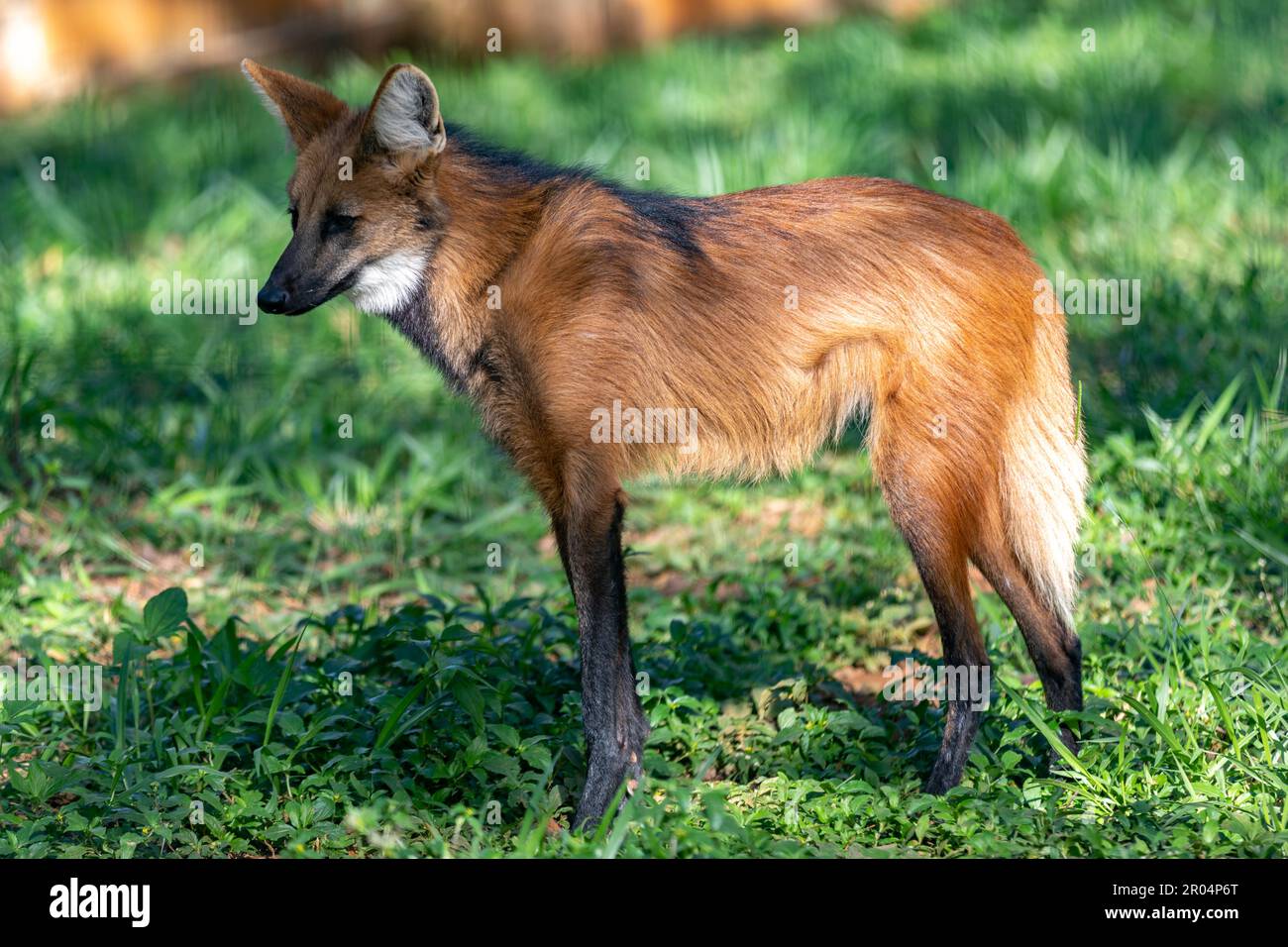 Guará wolf (Chrysocyon brachyurus) one of the rarest wolves in the ...