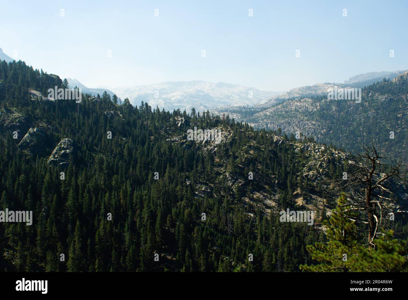 Stanislaus forest hi-res stock photography and images - Alamy