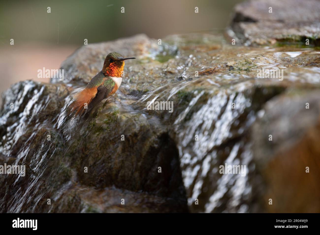 A male allen's hummingbird(Selasphorus sasin) perching in running water ...