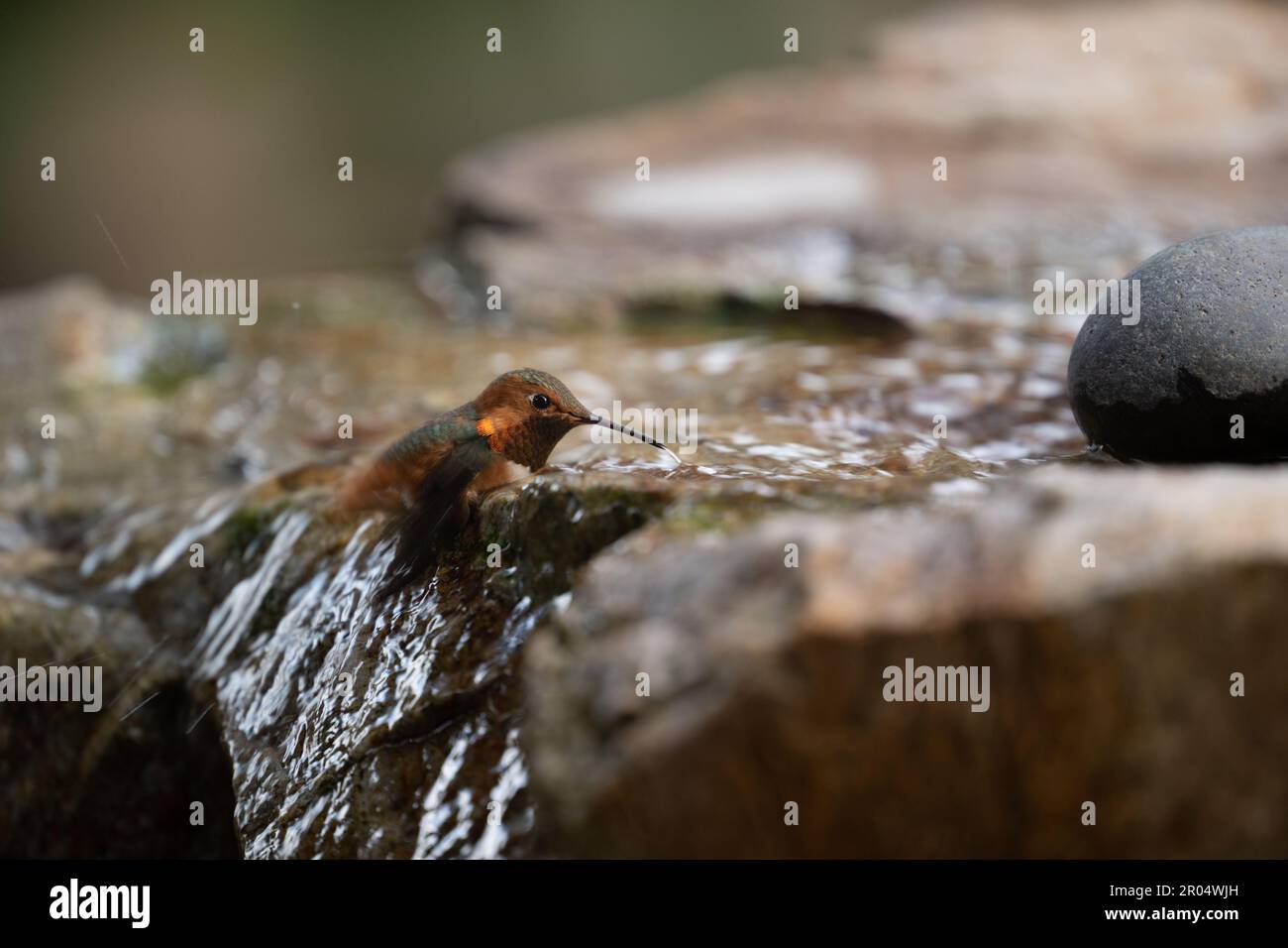 A male allen's hummingbird(Selasphorus sasin) perching in a small pond ...