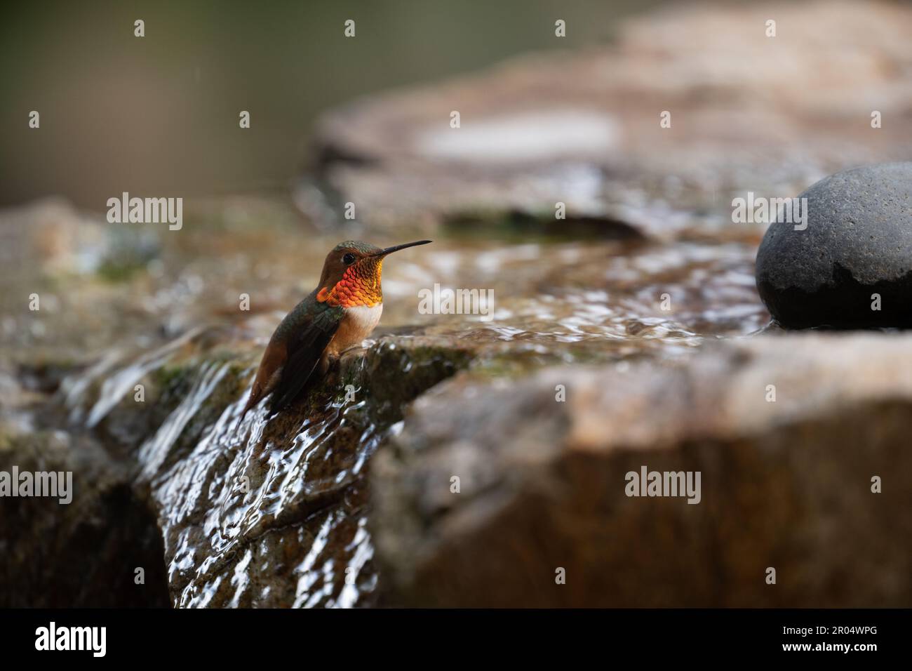 A male allen's hummingbird(Selasphorus sasin) perching in running water ...