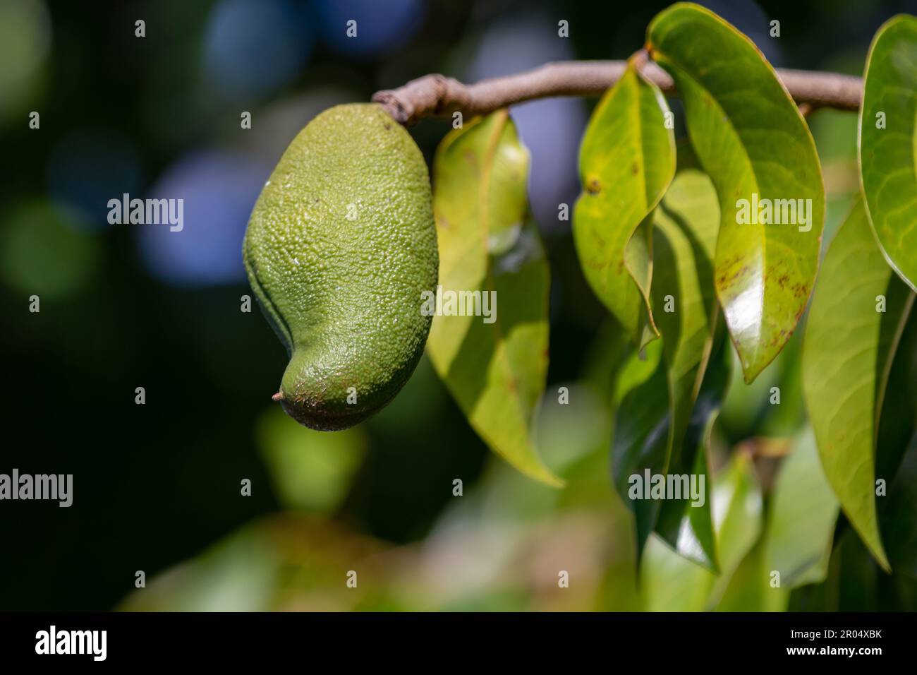 Hymenaea courbaril jatoba tree hi-res stock photography and images - Alamy