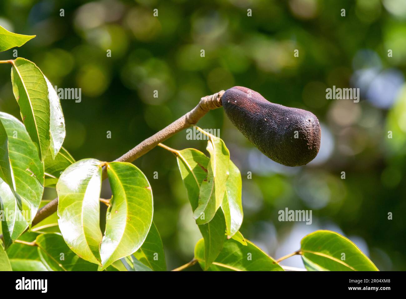 Hymenaea courbaril jatoba tree hi-res stock photography and images - Alamy