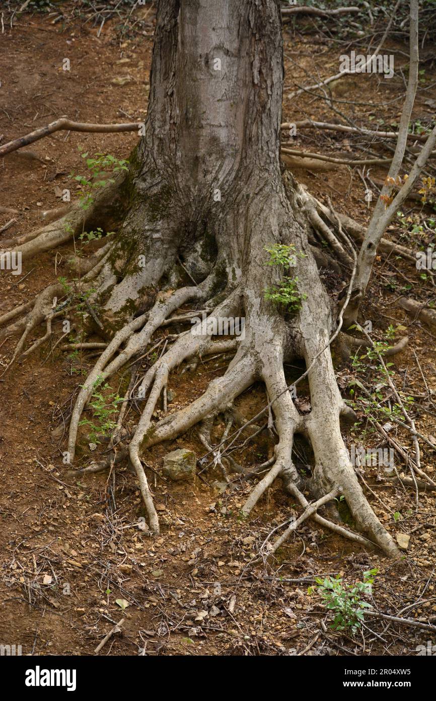 The exposed roots of a maple tree growing on an eroding soil bank in ...