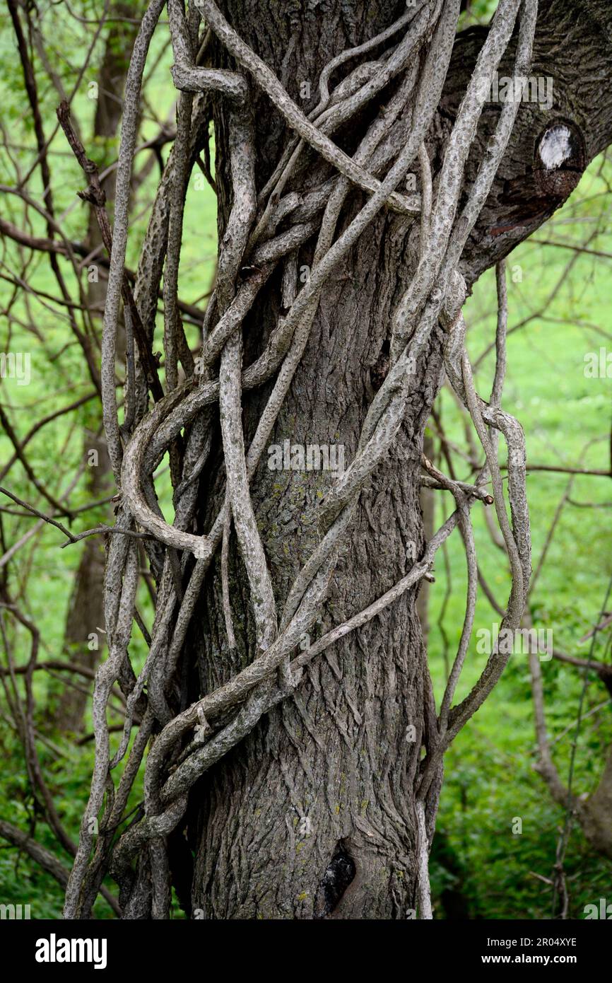 An invasive vine strangles a tree in Virginia, USA Stock Photo - Alamy