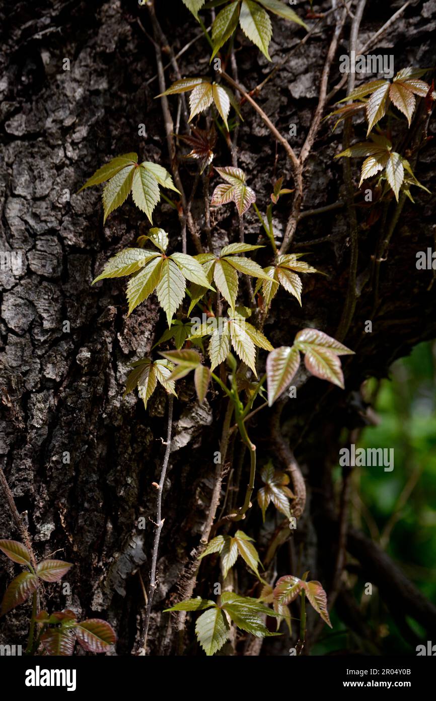Virginia Creeper vines (Parthenocissus quinquefolia) growing up a tree ...