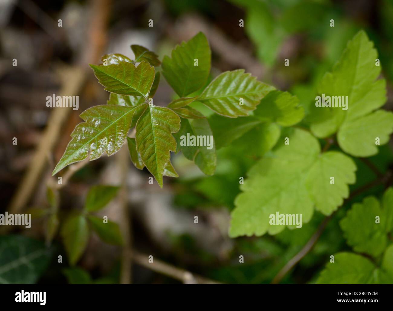 Poison Ivy (Toxicodendron radicans) gorwing in the woods in Virginia ...