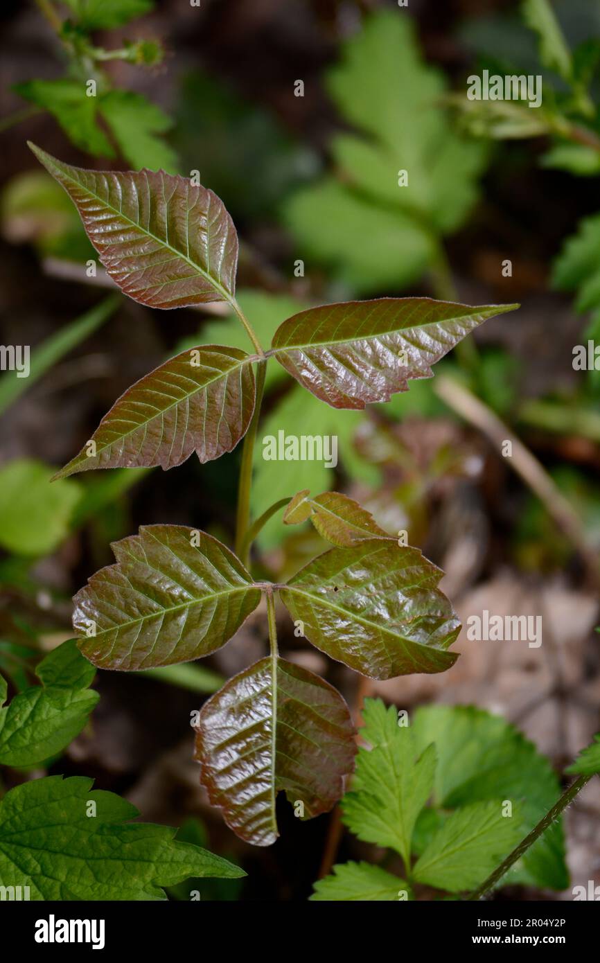 Poison Ivy (Toxicodendron radicans) gorwing in the woods in Virginia ...