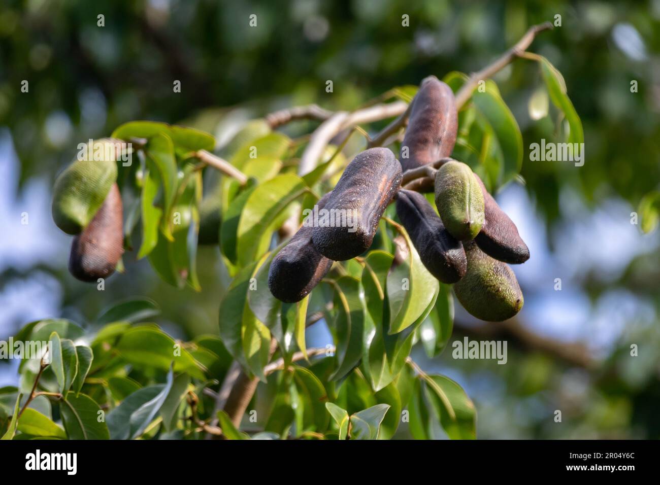 Hymenaea courbaril jatoba tree hi-res stock photography and images - Alamy