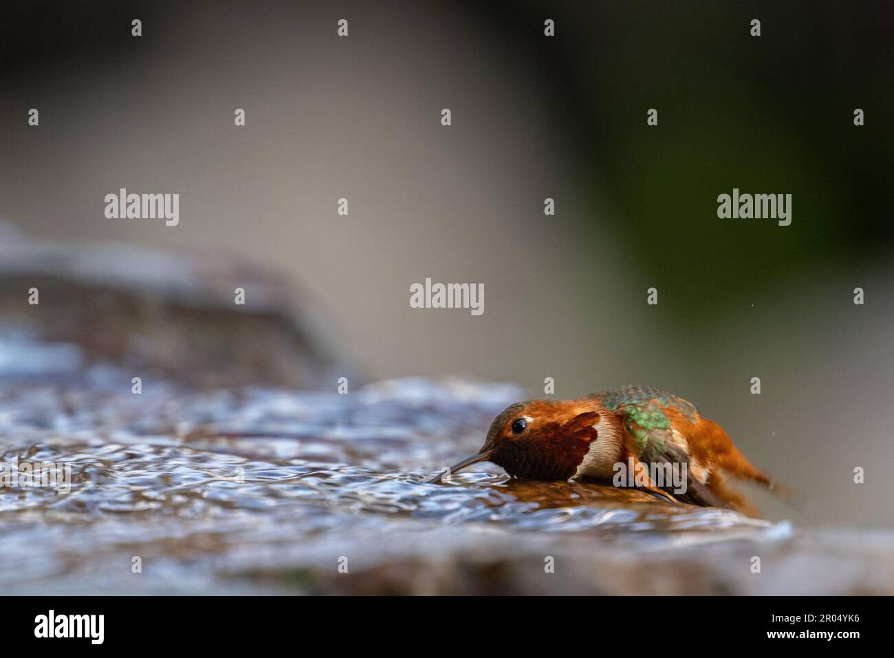 A male allen's hummingbird(Selasphorus sasin) drinking water from a ...