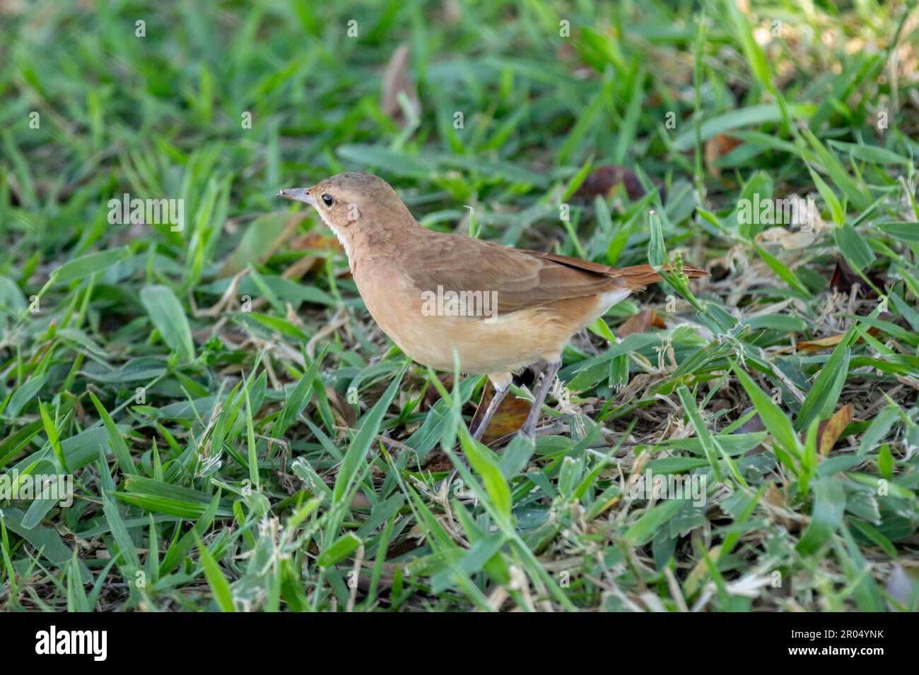 "João-de-Barro" bird (Furnarius rufus) isolated in selective focus on ...
